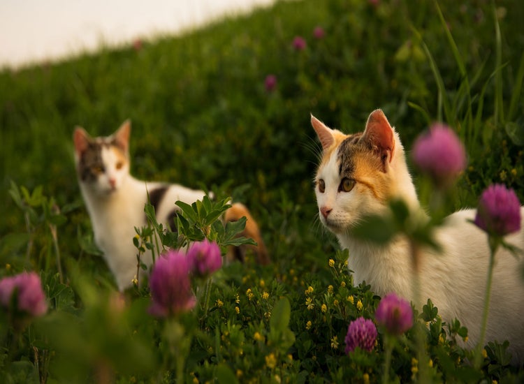 Animal Hospital in Murphy, TX | Murphy Veterinary Hospital